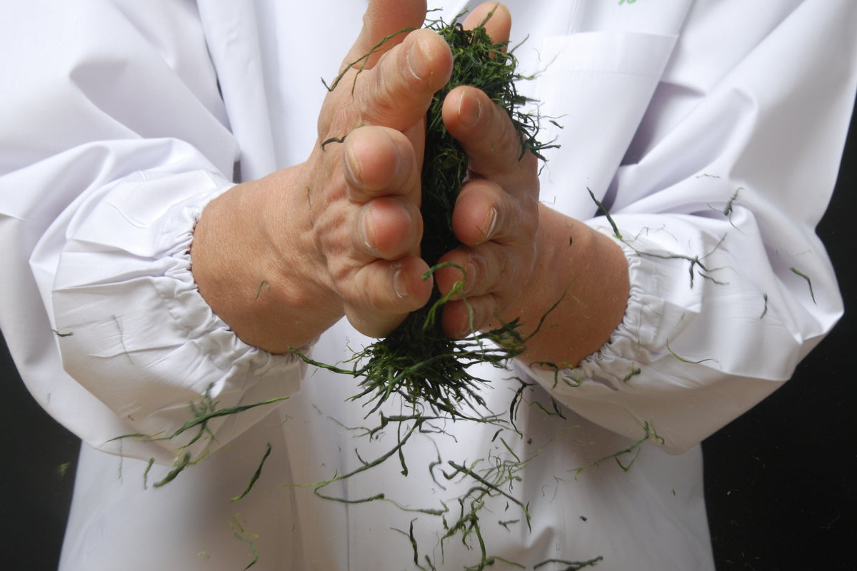The Art of Hand-Rolled Tea: Temomi Masterclass by Tea Master Yoshiaki ...